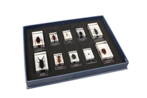 Bug Blocks - Pests | EduSupplies